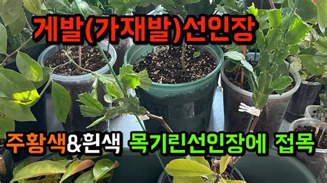 게발선인장 목질화된 목기린선인장에 주황and흰색 접목 초간단 접목 방법 목기린선인장 개체수 늘리기 건강하게 키우기 리치쏘일 엄마와 딸 다육tv