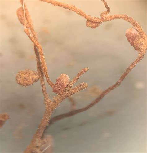 Clover Root Nodule Experiment — Bioilluminations