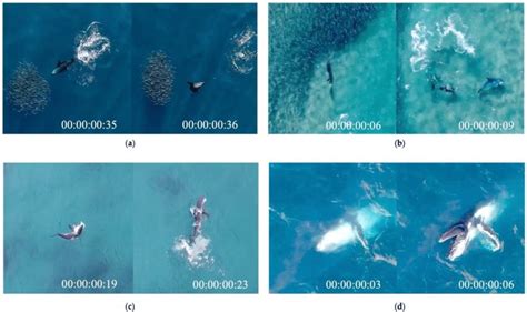 Drones Mdpi On Linkedin Drone Observations Of Marine Life And Human Wildlife Interactions Off…