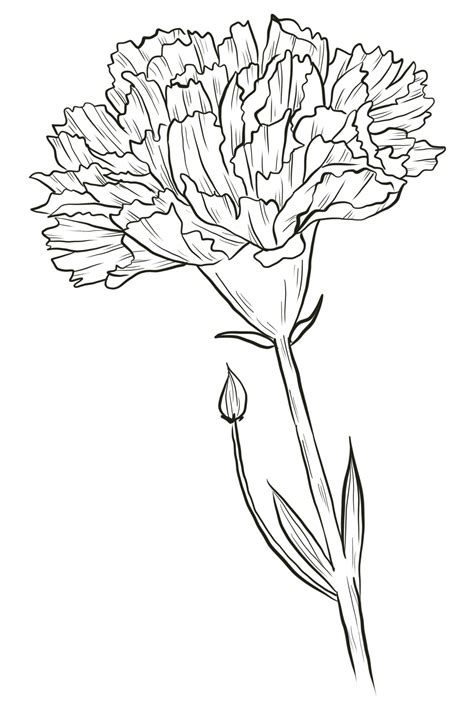 Carnation Flower Line Art 10289659 Png