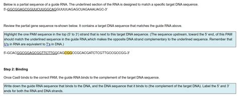 Solved Below Is A Partial Sequence Of A Guide Rna The