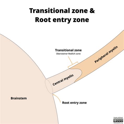 Dorsal Root Entry Zone