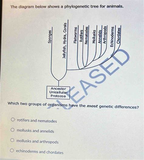 Solved The Diagram Below Shows A Phylogenetic Tree For Animals A A
