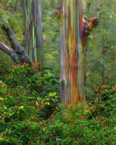 Rainbow Eucalyptus Trees In Maui