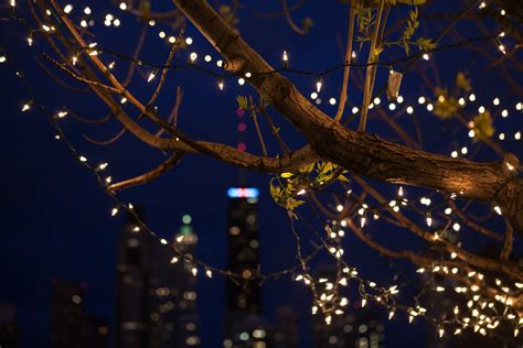 картинки дерево филиал легкий ночь Солнечный лучик цветок вечер Размышления