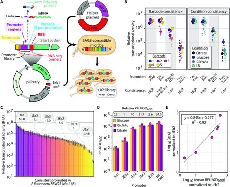 Development And High Throughput Analysis Of Genome Integrated Promoter