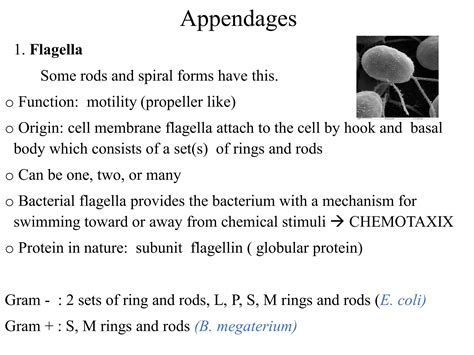 Bacterial Cell Structure And Function I Pdf