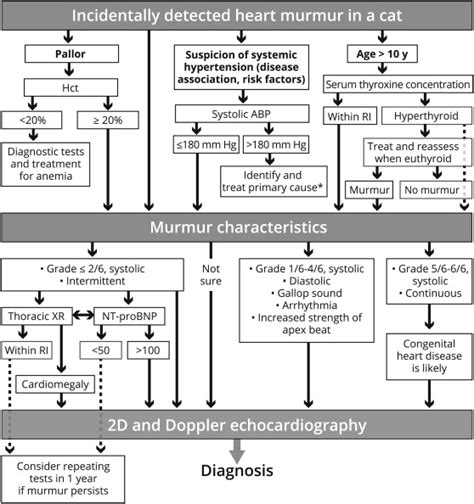 Heart Murmur Chart Minga