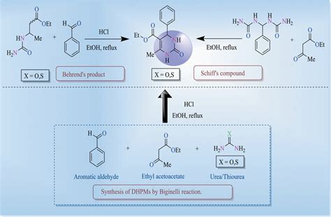 The Diagrammatic Representation Of The Discovery Of The Biginelli Download Scientific Diagram