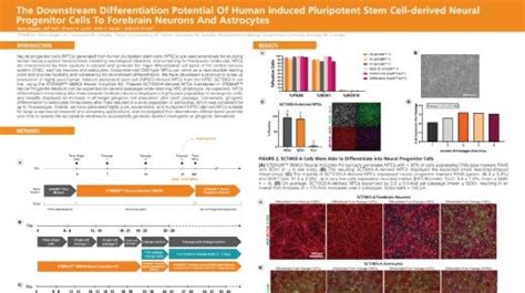 The Downstream Differentiation Potential Of Human Induced Pluripotent Stem Cell Derived Neural