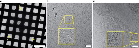 Proof Of Concept Data For Cryo Em Grid Preparation Using The Cryowriter Download Scientific