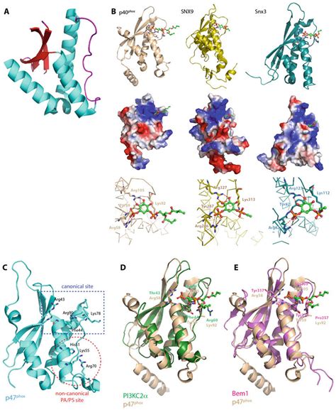 Structure Of The Px Domain And Canonical Ptdins3p Interactions A