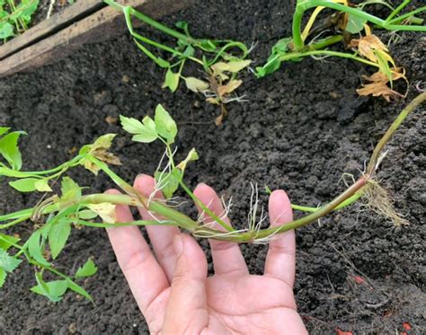 Ulam Selom Memang Wajib Ada Dalam Hidangan Laksa Ini Kaedah Senang Tanam Ulam Cara Melintang