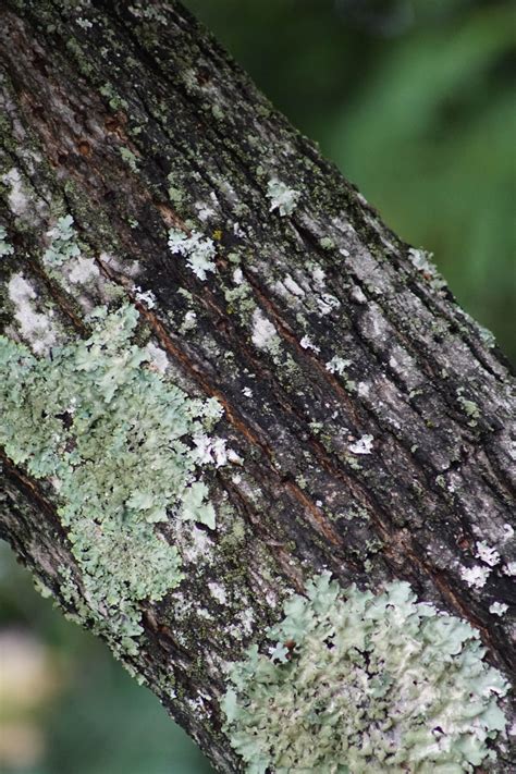 Tree Trunk Clean Public Domain