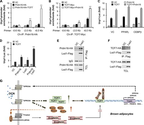 T Cell Factor 7 Tcf7tcf1 Feedback Controls Osteocalcin Signaling In
