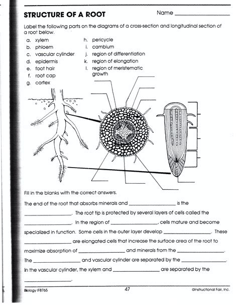 Root Structure Label Diagram Sparknotes Plant Structures R