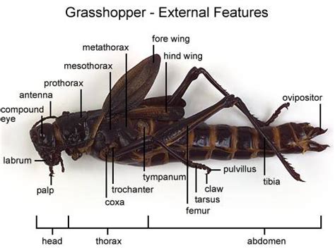 Diagram Of Male Reproductive System Of Grasshopper Reproduct