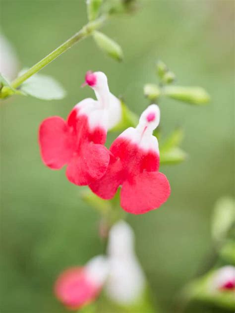 11 Hot Lips Plants EnnisElspeth