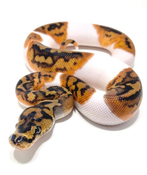 Yb Clown Pied Ball Python By Hudson River Reptiles Ball Python Ball Python Morphs Python