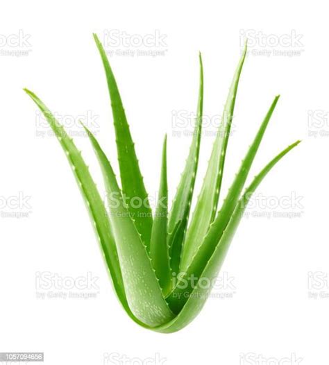 알로에 베라 공장을 포함 하는 경로 클리핑흰색 배경에 고립 알로에베라 젤에 대한 스톡 사진 및 기타 이미지 알로에베라 젤 알로에베라 알로에 Istock