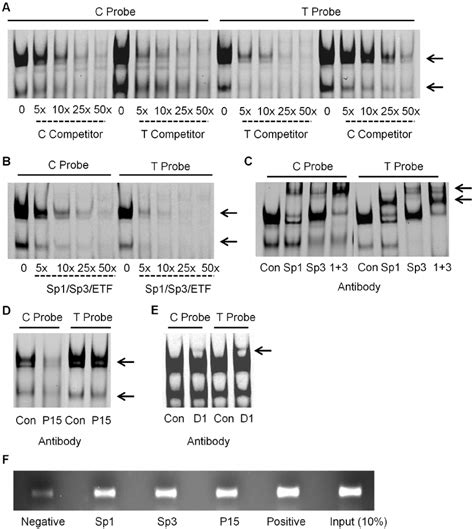 Emsa And Chip Analysis In Sw872 Cells A The Addition Of Increasing