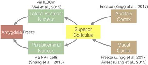 Function Of The Superior Colliculus Captions Prince