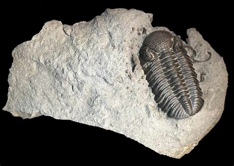 Fossil Collecting From The Middle Devonian At Beltzville State Park Pa