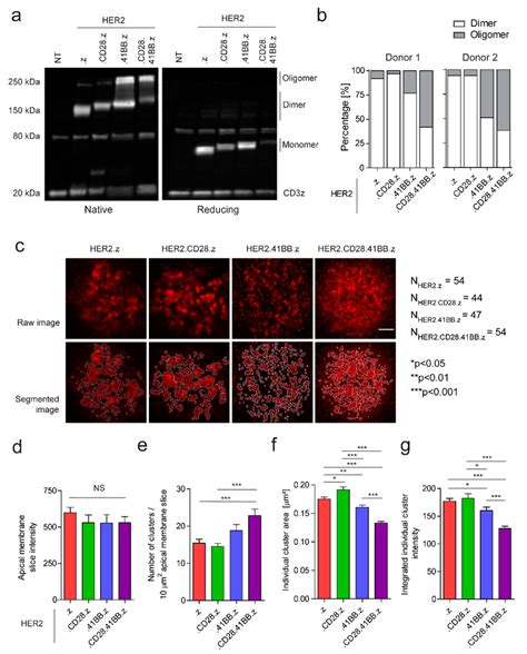 Assessing The Oligomerization State And Surface Organization Of Various