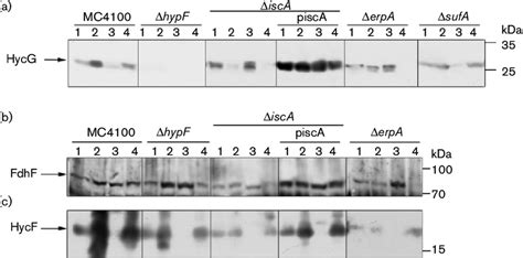Subcellular Localization Of The Formate Hydrogenlyase Components Hycg Download Scientific