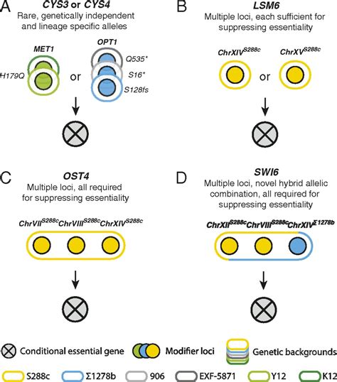 Complex Modifier Landscape Underlying Genetic Background Effects Pnas
