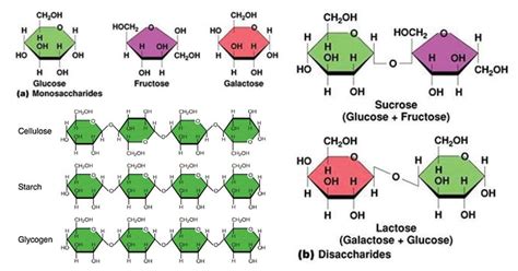 Monosaccharides Disaccharides And Polysaccharides