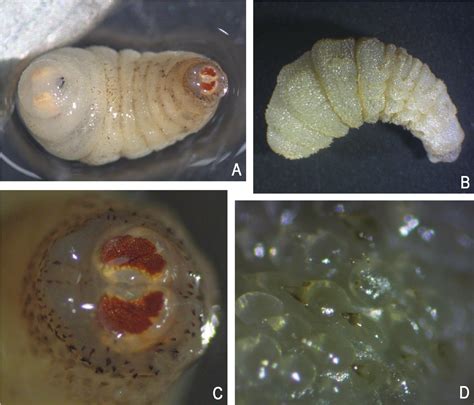 Rabbit Bot Fly Furuncular Tracheopulmonary And Human Bot Fly