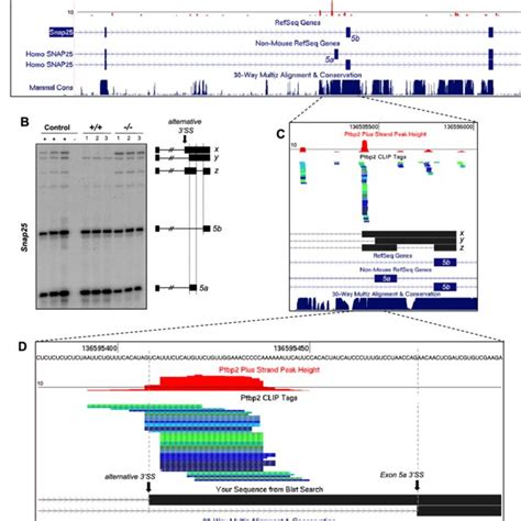 Ptbp2 Dependent Alternative Splicing In The Brain A Relative Exon Download Scientific