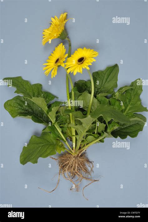 Fibrous Root Stock Photos Fibrous Root Stock Images Alamy