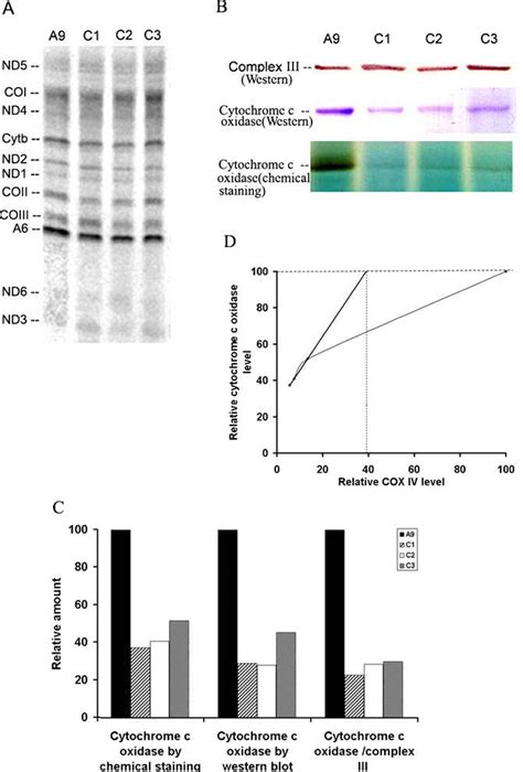 Cytochrome C Oxidase Subunit Iv Is Essential For Assembly And Respiratory Function Of The Enzyme