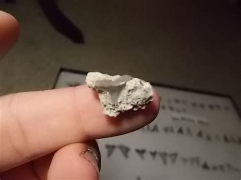 Tooth In Matrix Member Collections The Fossil Forum