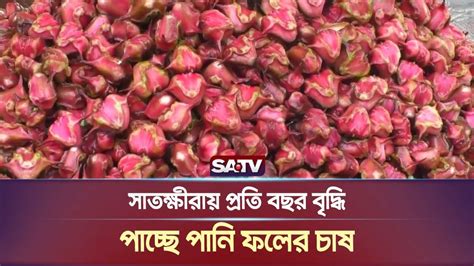 সাতক্ষীরায় প্রতি বছর বৃদ্ধি পাচ্ছে পানি ফলের চাষ Water Fruit Satv