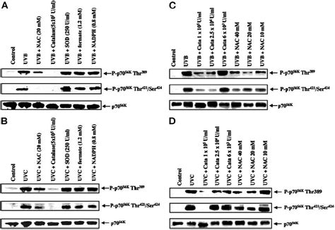 Measurement Of Uv Induced Ros Generation By Esr Esr Spectra Were