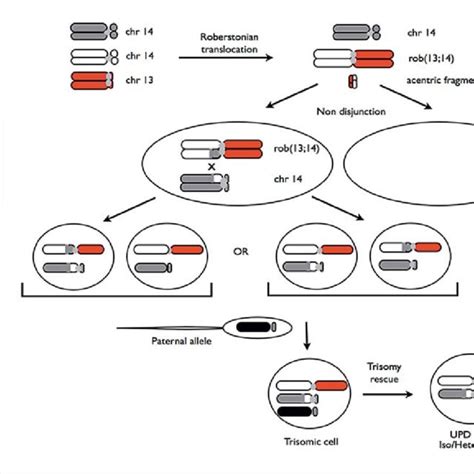 A Comparison Of Array Cgh And Snp Array Results For Chromosome 20 From Download Scientific