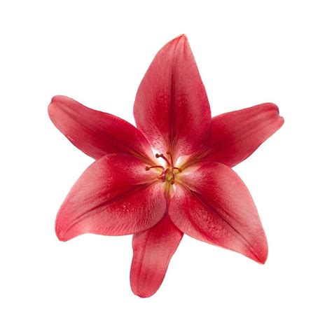 Red Asiatic Lily Bulk Red Lilies Flower Icons Lily Flower Aesthetic
