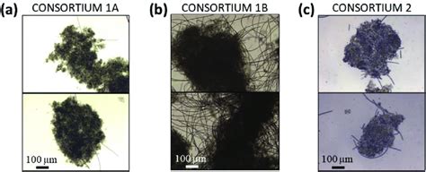Comparison Of The Flocs Structure For The Three Microalgal Bacterial