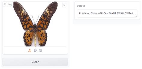 Github Kameliazamanbutterfly Classification Using Cnn Butterfly