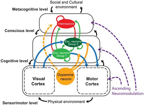Circuit Diagram Neuronal Activity In Mice