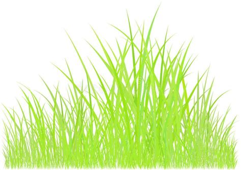 Green Grass Graphic Stock Vector Illustration Of Summer 19072887