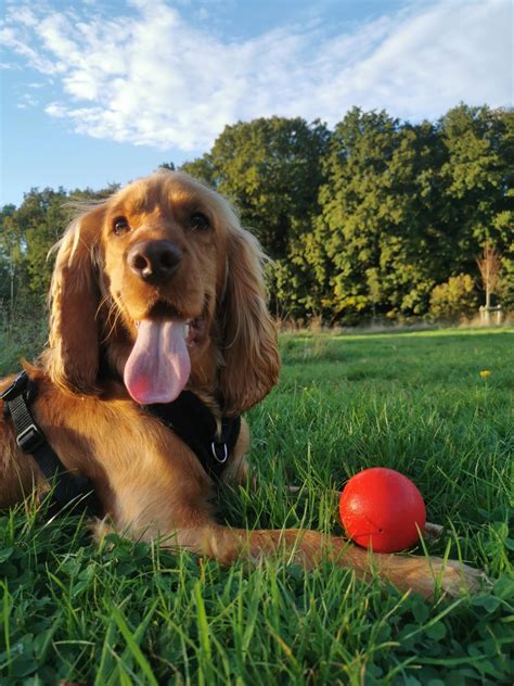 Charlie Eerst Keano Dierenasiel Genk