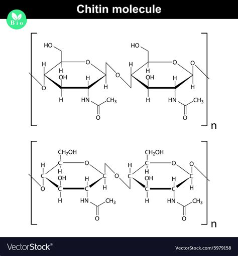 Chitin Molecule Royalty Free Vector Image Vectorstock