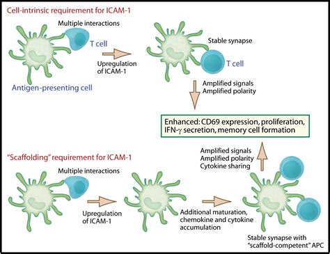 Antigen Presenting Cells Antigen Presentation Safeguards The Integrity