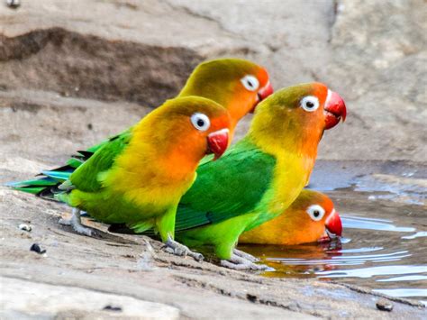 Fischers Lovebird Ebird
