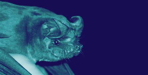 Endangered Species Interventions Bat Conservation International