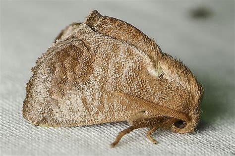 Isa Textula Bugguidenet